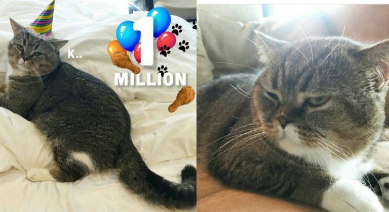 Bujibu, Mengalahkan Populariti Selebriti - Media Hiburan